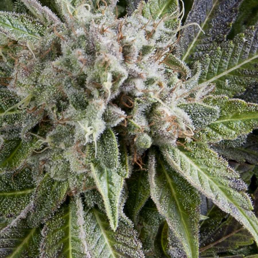 🔵 Auto Blue Pyramid de Pyramid Seeds